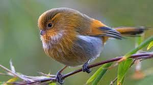 Sewasew | Birds (ወፎች)