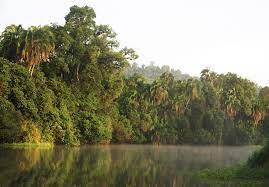 Sewasew | Sheka Forest (የሸካ ጫካ)