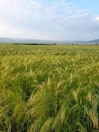 Sewasew | Diguna Fango (ድጉና ፋንጎ)