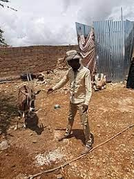 Sewasew | Danot woreda (ዳኖት ወረዳ)