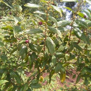 Sewasew | Gešo (ጌሾ)