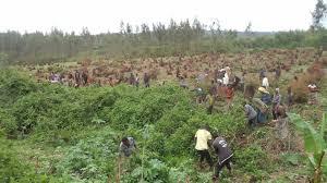 Sewasew | Dembecha Zuria Woreda (ደምበጫ ዙሪያ ወረዳ)