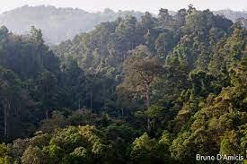 Sewasew | Kafa Biosphere Reserve (ካፋ ባዮፊሸር ሪዘርቭ)