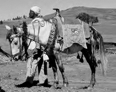 Sewasew | Mule (በቅሎ)