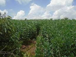 Sewasew | Goncha Woreda (ጎንቻ ወረዳ)