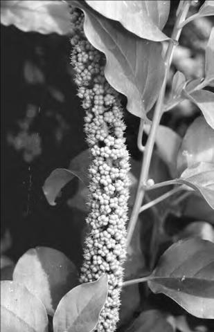 Sewasew | Éndod (እንዶድ)