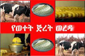 Sewasew | Angoläla (አንጎለላ)