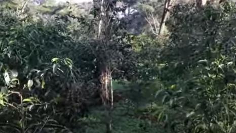 Sewasew | Limmu Kosa (ሊሙ ኮሳ)