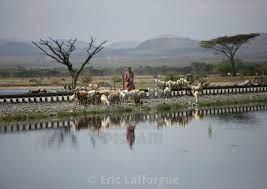 Sewasew | Metehara (መተሃራ)