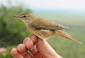 Sewasew | Basra reed warbler (የባስራ ሸምበቆ ዋየርለር)