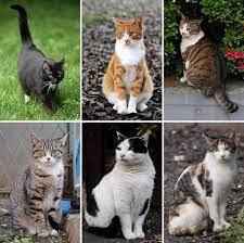 Sewasew | Cats (ድመቶች)