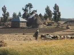 Sewasew | Menz (መንዝ)