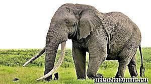 Sewasew | Elephant (ዝሆን)