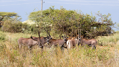 Sewasew | Awash National Park