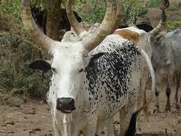 Sewasew | Afar cattle (የአፋር ከብቶች)