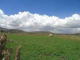 Sewasew | Arero (አረሮ)