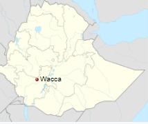 Sewasew | Wacca (ዋቃ)