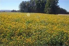 Sewasew | Nug (ኑግ)