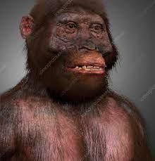 Sewasew | Australopithecus garhi (አውስትራሎፒቴከስ ጋርሂ)