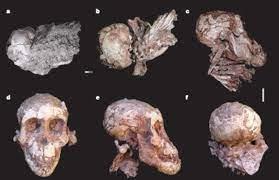 Sewasew | Dikika (ዲቂቃ)