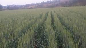 Sewasew | Setema (ሴቲማ)