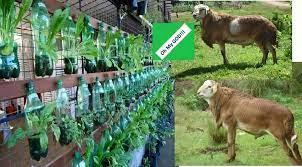 Sewasew | Decha (ደጫ)