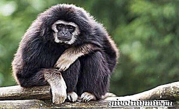 Sewasew | Monkey (ዝንጀሮ)