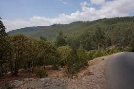 Sewasew | Entoto Mountains (እንጦጦ ተራሮች)