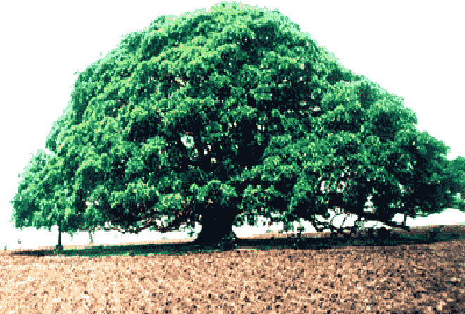 ሰዋስው | Maallattoo sirna Gadaa fi Waaqeffanaa