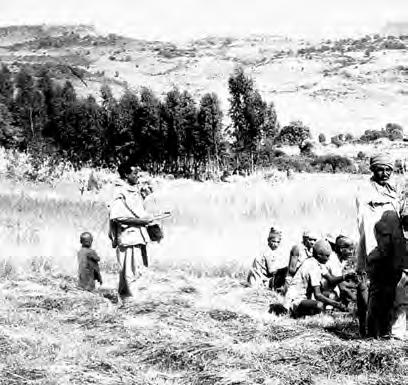 Sewasew | Kémant (ክማንት)