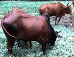 Sewasew | Afar cattle (የአፋር ከብቶች)